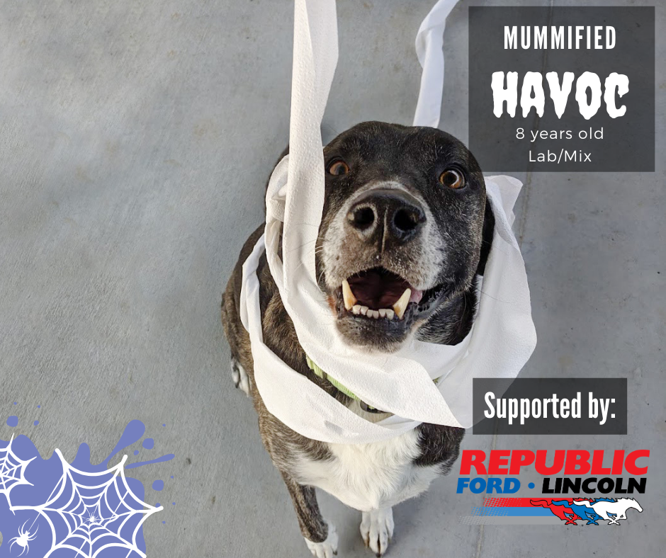 Howl-O-Ween 2019 - Havoc - Humane Society of Southwest Missouri